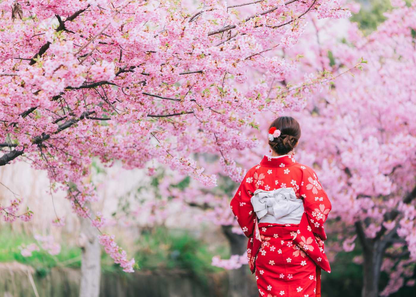 Cherry Blossom Season | Powder Holidays